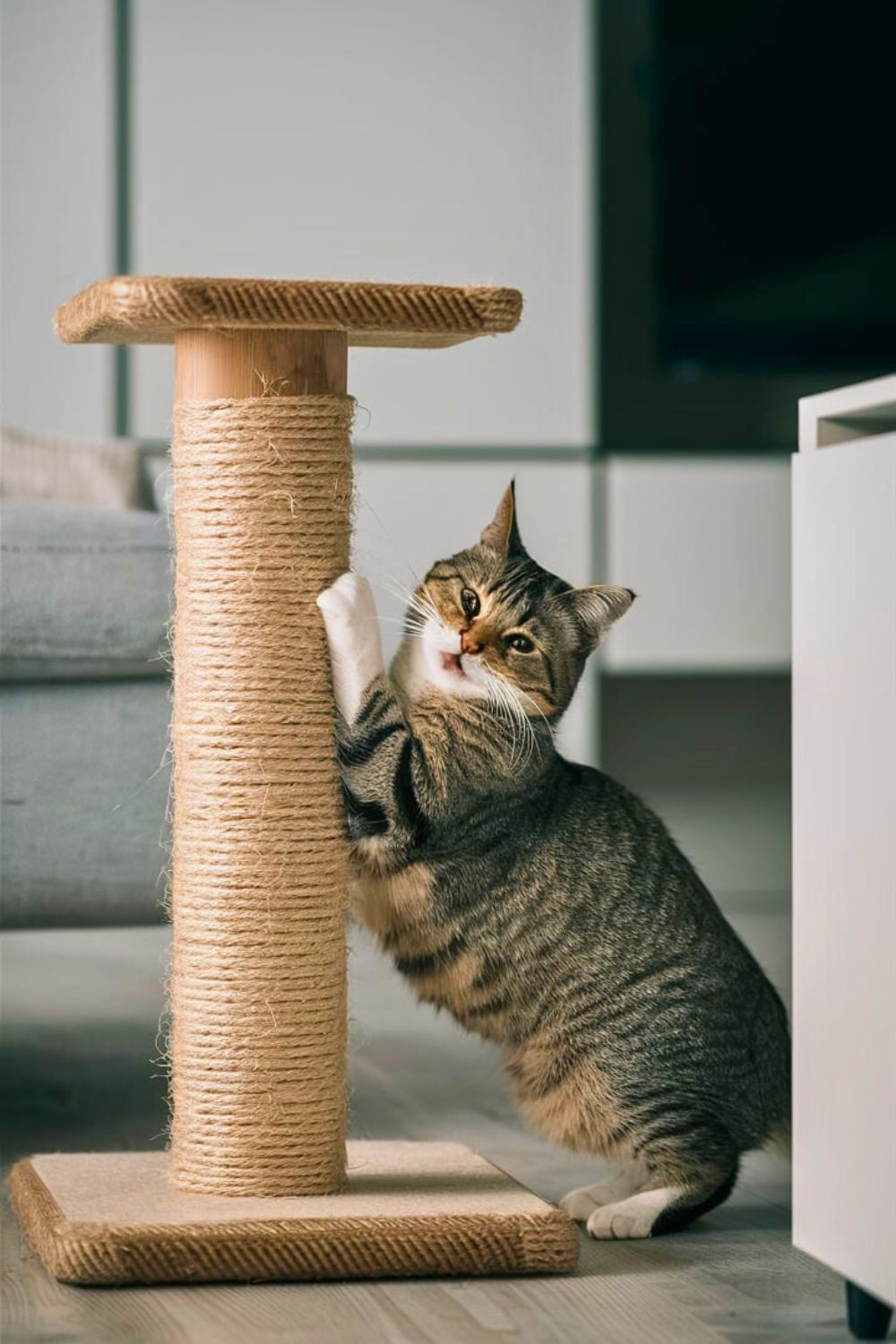 Top 25 DIY Cat Toys [Make Within Minutes] – craftydiyers.com