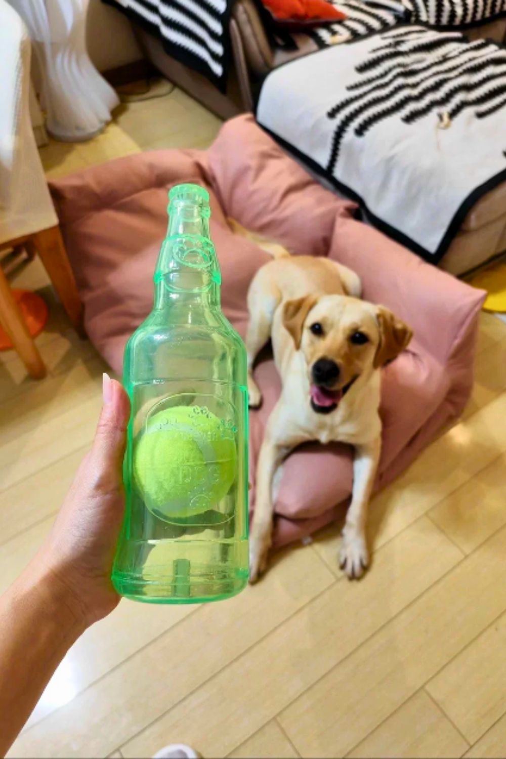 20 DIY Dog Toys [Easy To Make] – craftydiyers.com