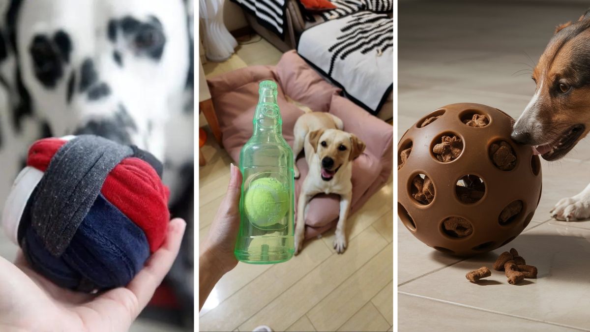 20 DIY Dog Toys [Easy To Make] – craftydiyers.com